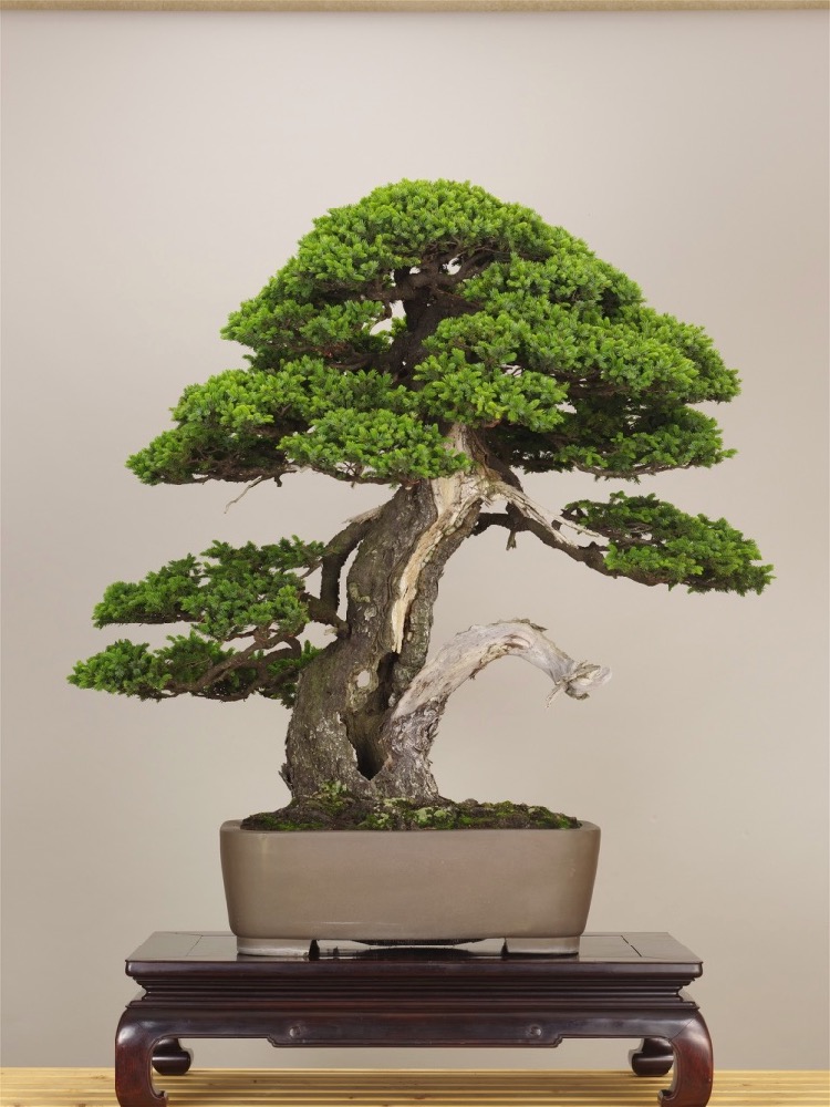 Learn more about the Omiya Bonsai Art Museum! | See & Do | Saitama City ...