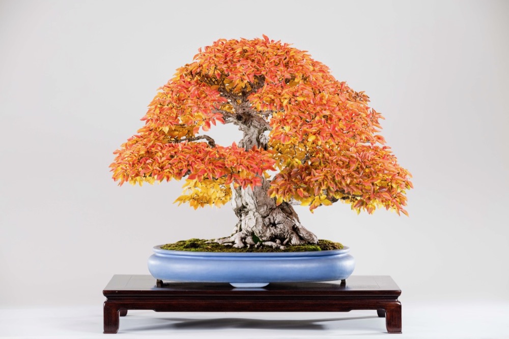 Learn more about the Omiya Bonsai Art Museum! | See & Do | Saitama City ...