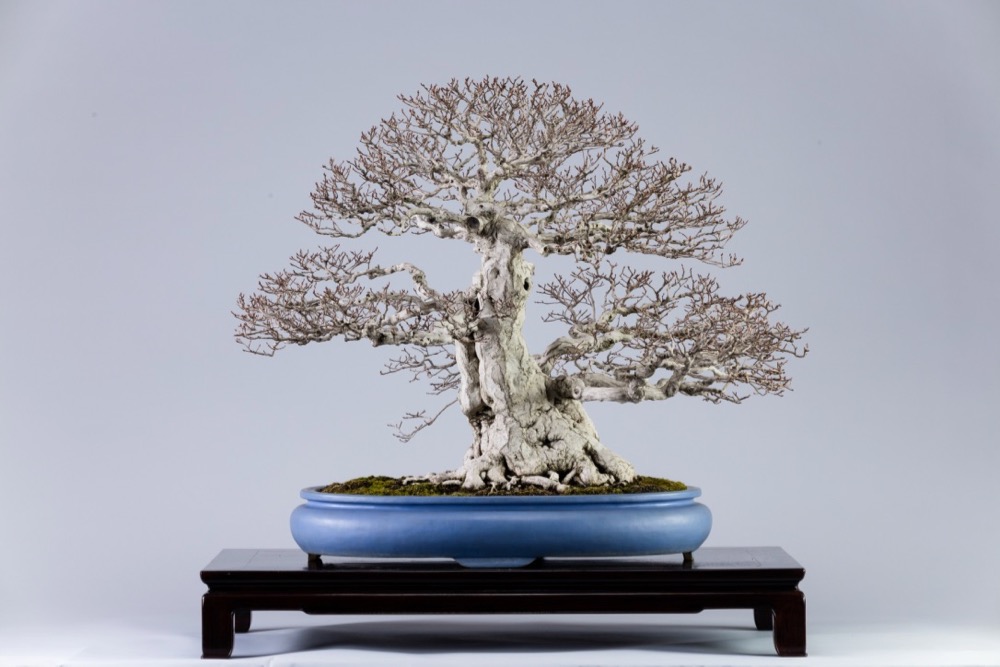 Learn more about the Omiya Bonsai Art Museum! | See & Do | Saitama City ...